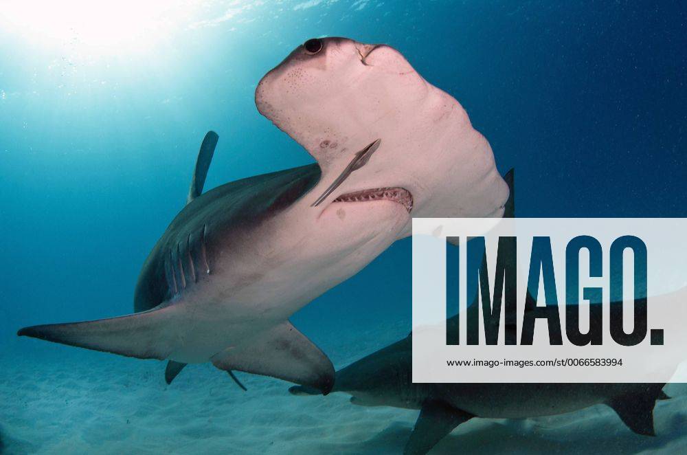 Jan. 9, 2015 - BIMINI, BAHAMAS: Shark whisperer Joe Romeiro interacts ...