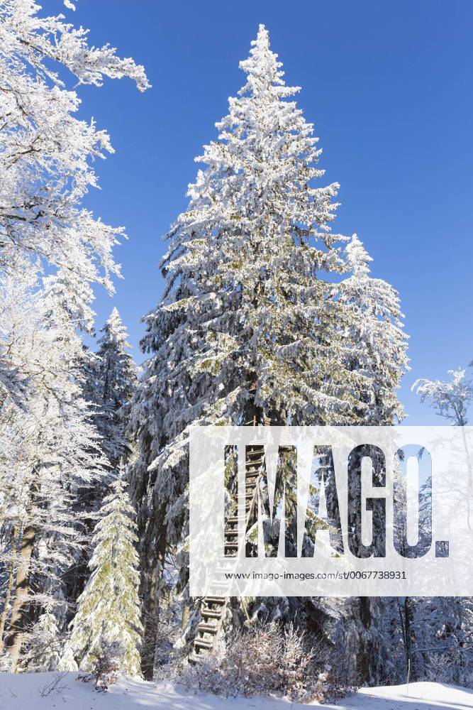 Germany, Bavaria, Bohemian Forest in winter, raised hide