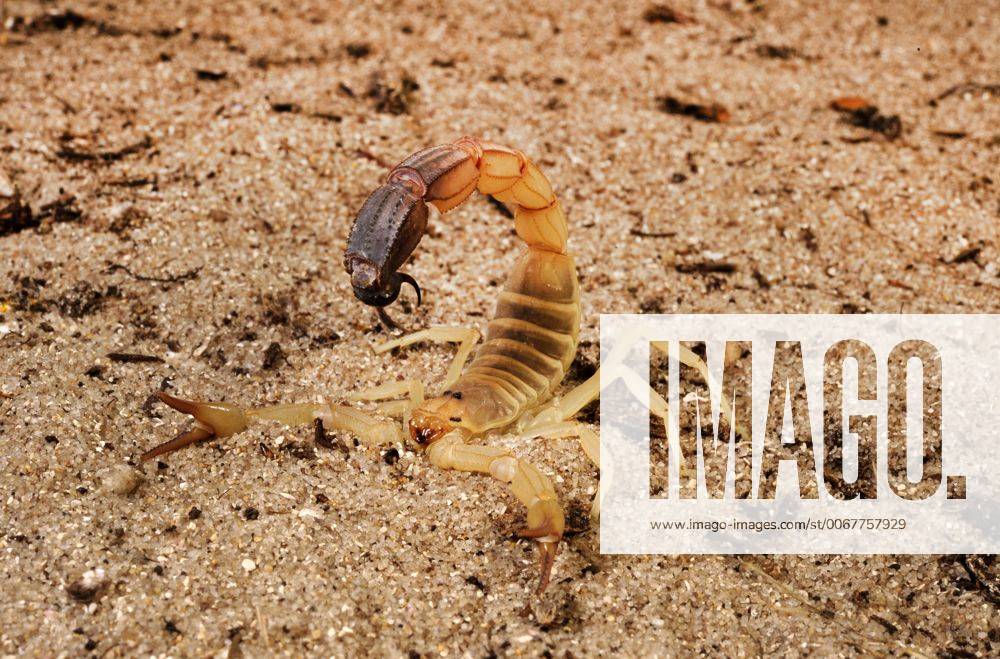 Sahara Desert Scorpion