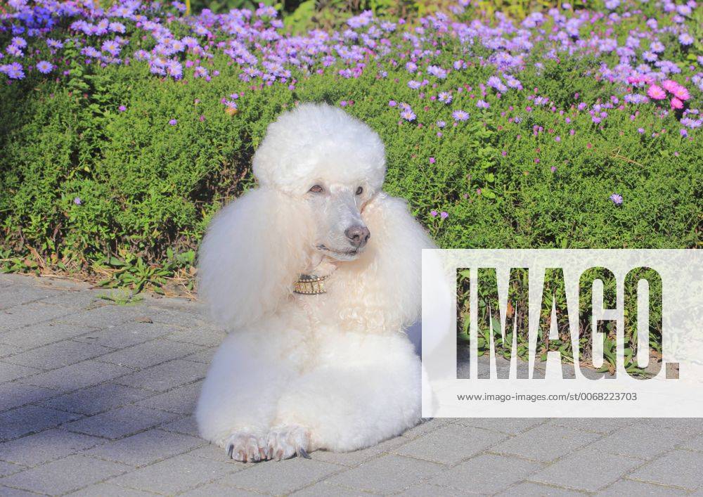 Pudel, Caniche (Canis lupus f. familiaris), 11 Jahre alte ...