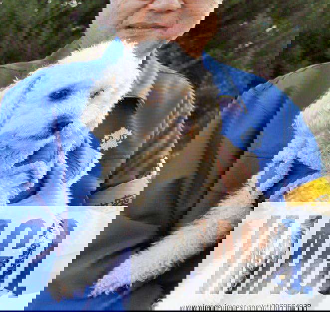 Toy poodle becomes police dog in Japan s Ibaraki Pref. Photo taken in ...