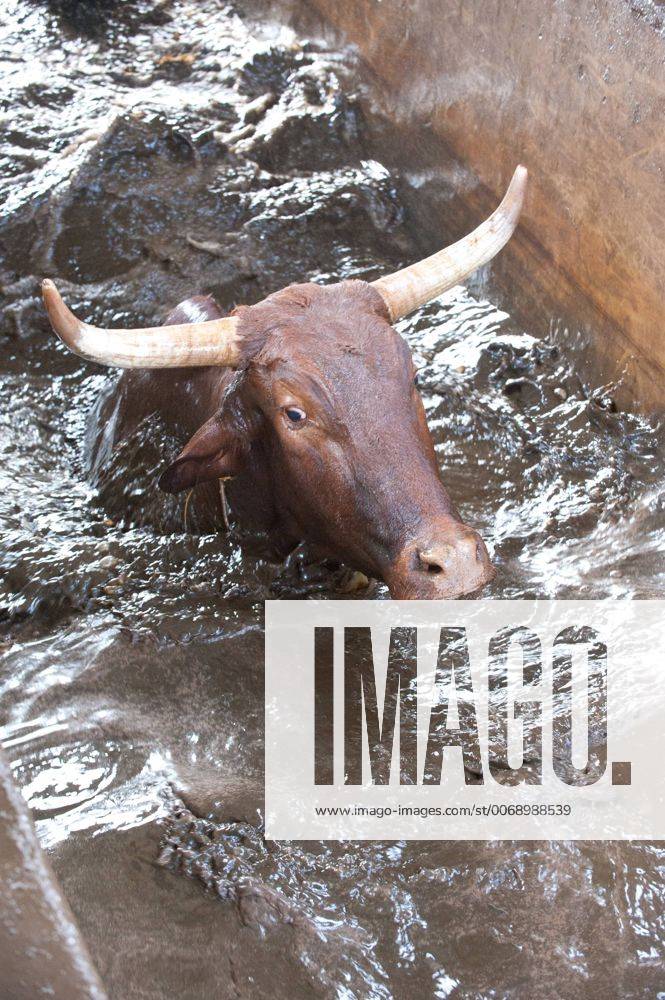 June 14, 2012 - Makuni (Village, Zimbabwe - June 14, 2012, Rushinga ...