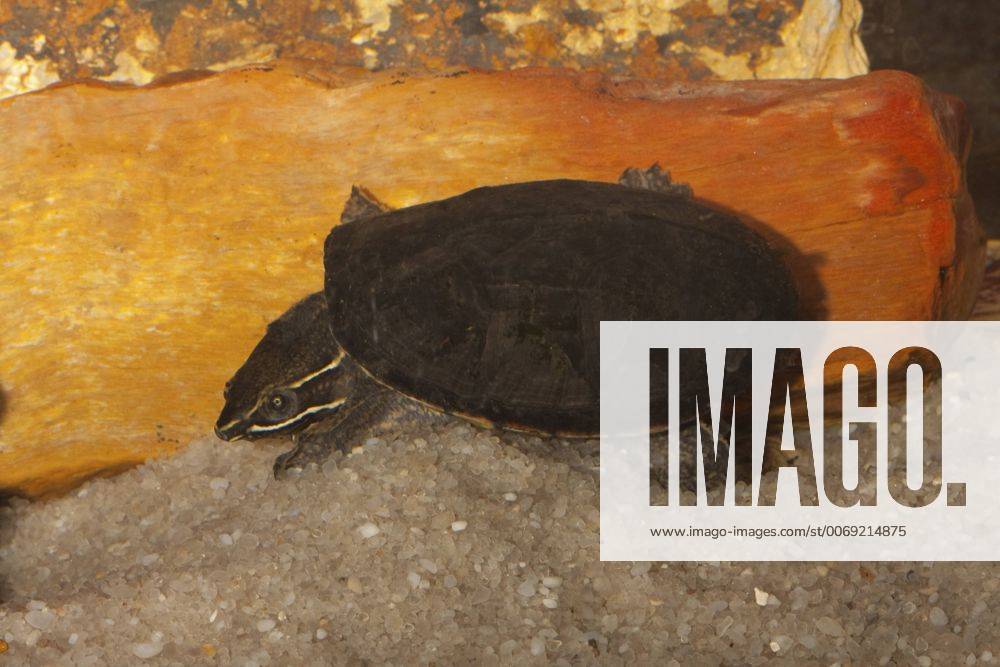 Common musk turtle (Sternotherus odoratus) North Florida, USA ...