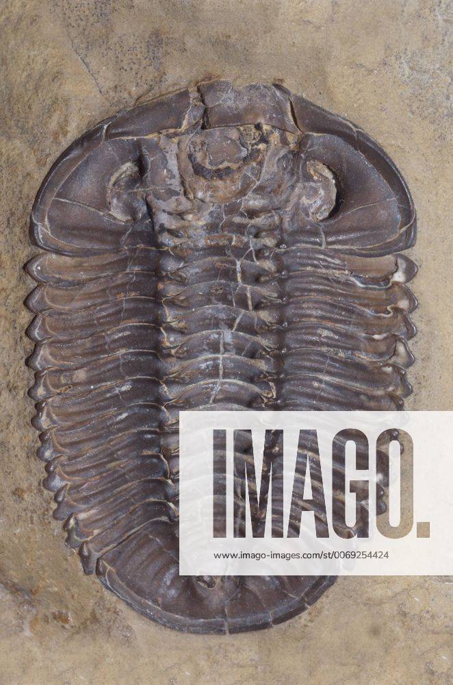 Underside or ventral surface of a trilobite showing the biramous limb ...