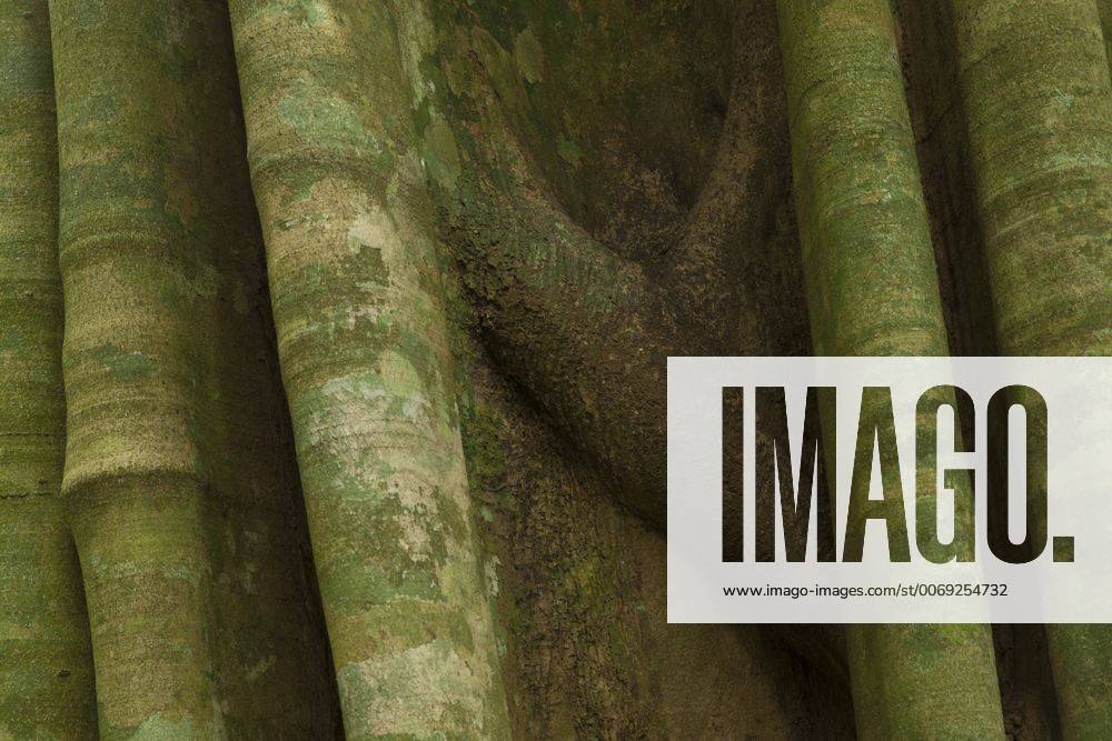 Boko tree trunk (Balanites wilsoniana), lots of the tropical rainforest ...