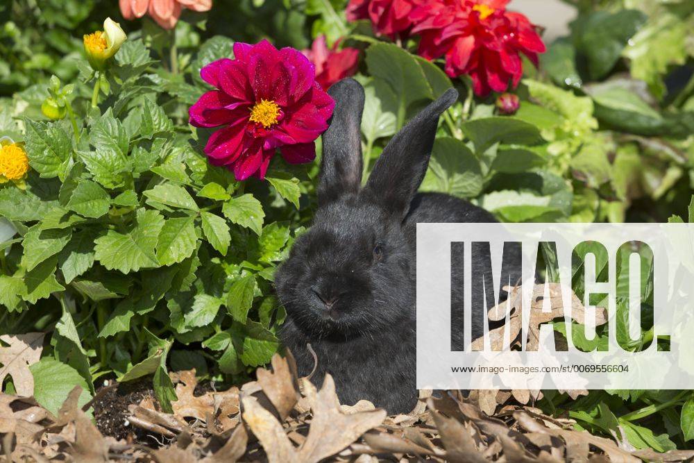 Baby New Zealand breed rabbit in spring flowers, Union, Illinois, USA