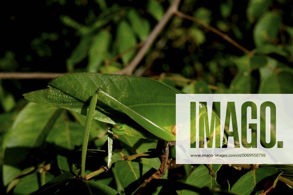 Leaf Katytid (Steirodon sp) Montagne de Kaw, French Guiana