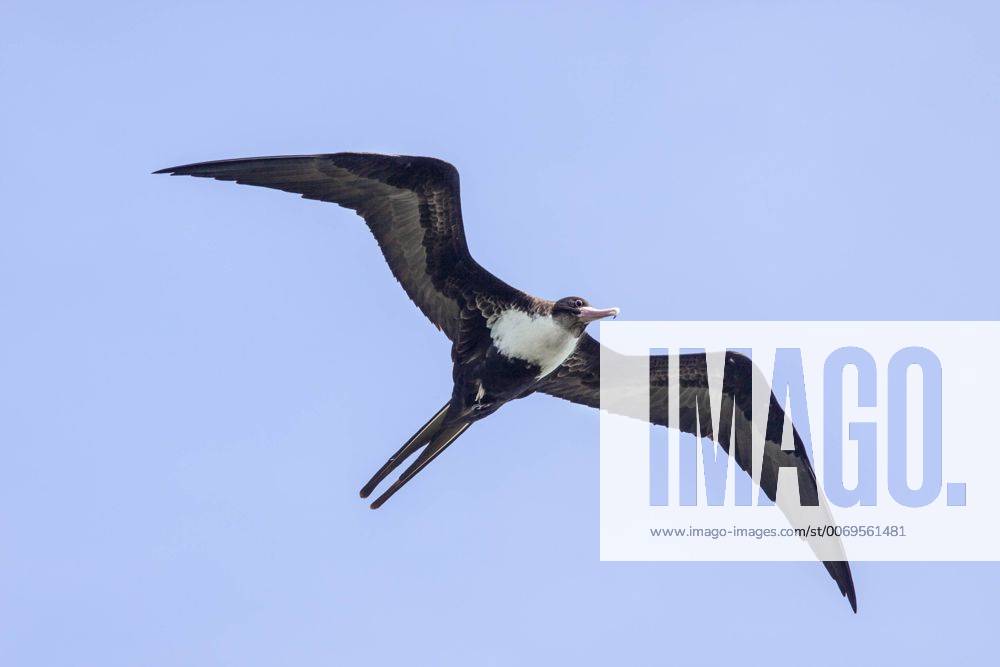 Lesser Frigatebird