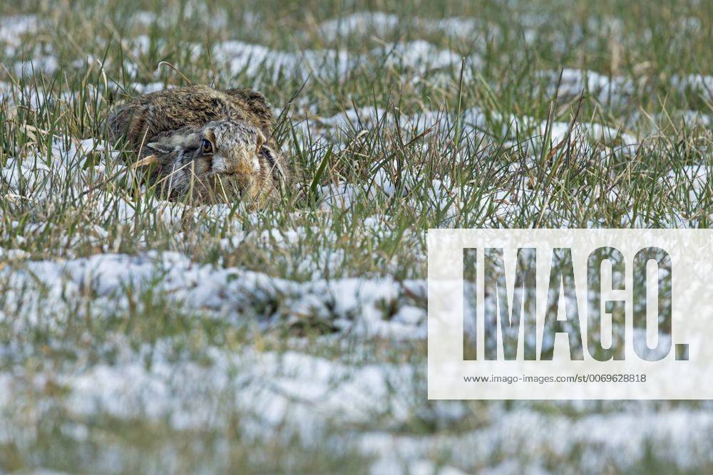 European Hare in form in snowy grassland, UK, March