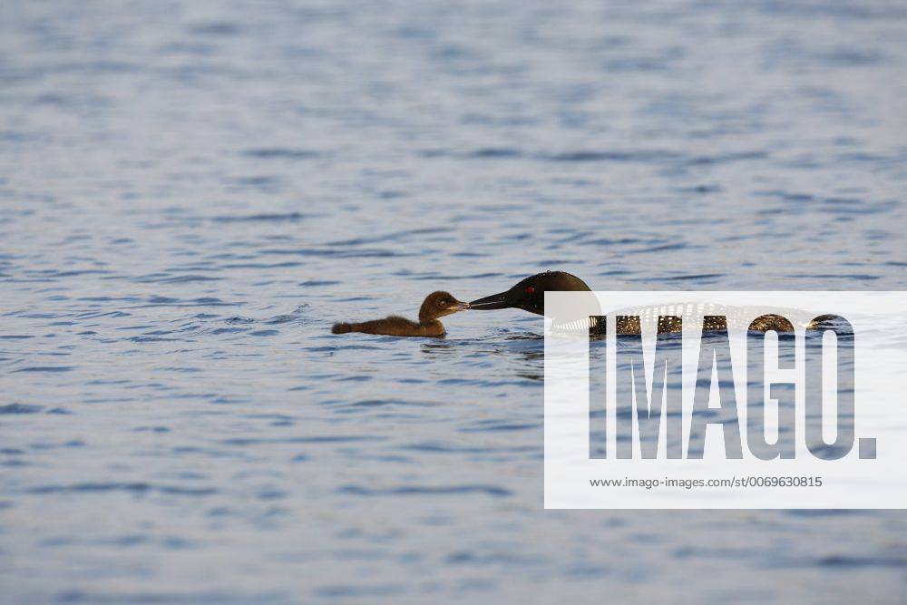 Common loon feeding young chick small fish, Allequash Lake, Northern ...