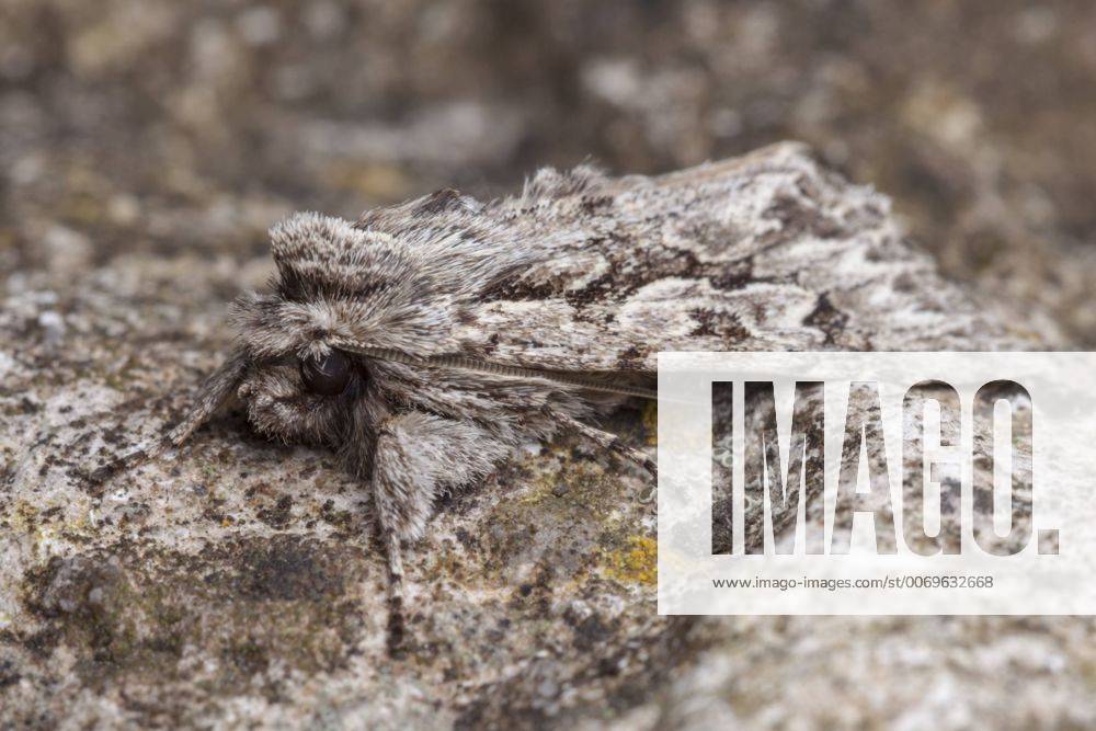 Early Grey moth camouflaged on limestone. Peak District National Park ...