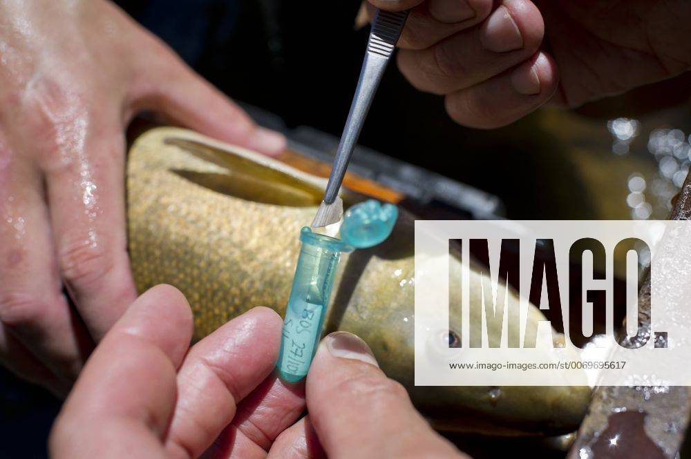 Scientists taking a small sample or fin clip from a Clanwilliam ...