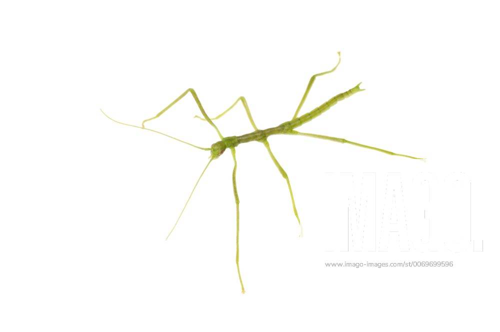 Common Walking Stick nymph, in bayou wetlands, Jean Lafitte National ...