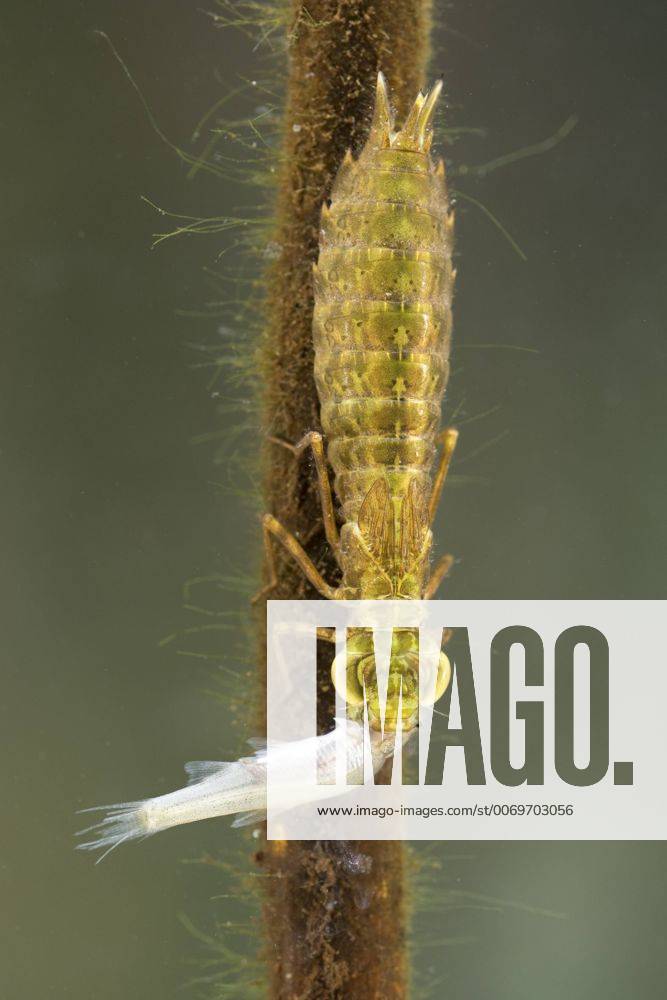 Darner dragonfly (Anax sp) nymph feeding on small fish, Europe, August ...