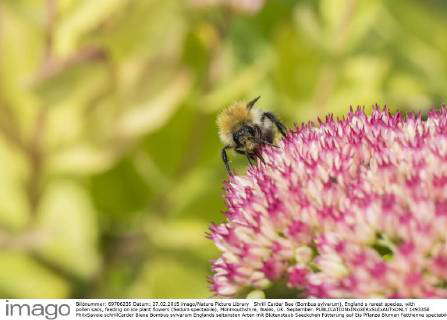 Shrill Carder Bee, England s rarest species, with pollen sacs, feeding ...