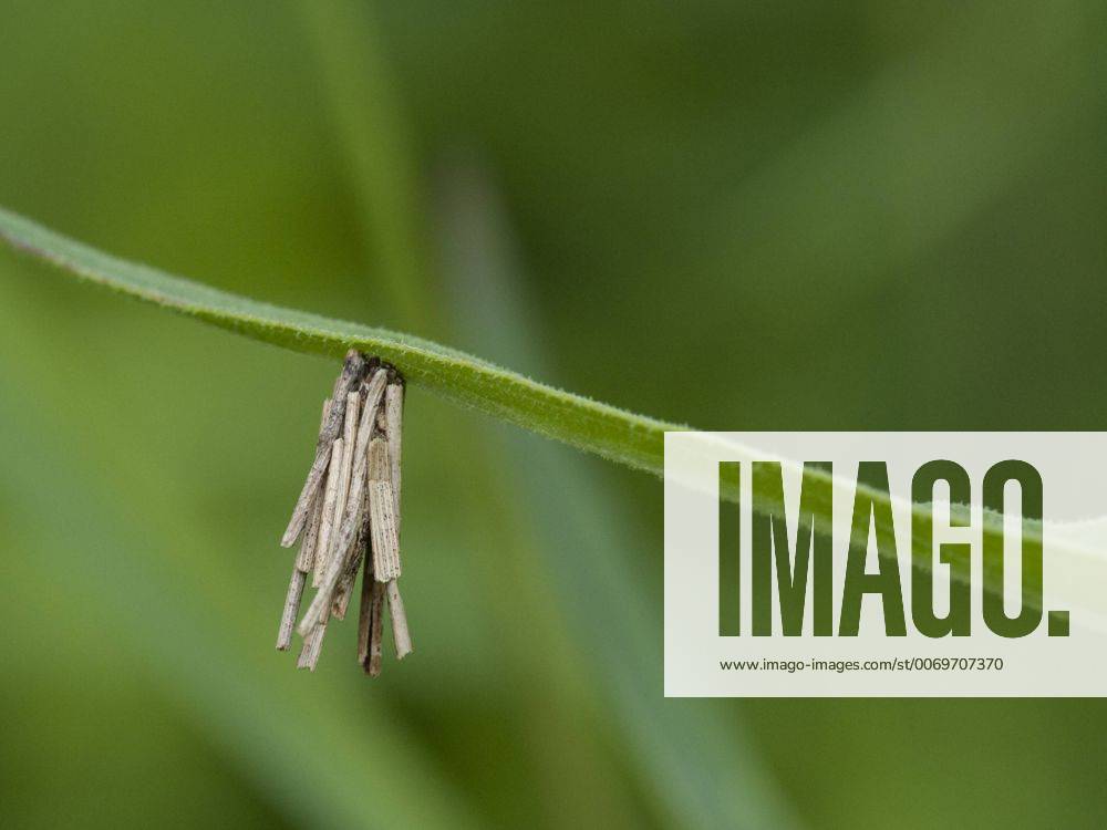 Common bagworm (Fumea casta) caterpillar bag constructed from plant ...