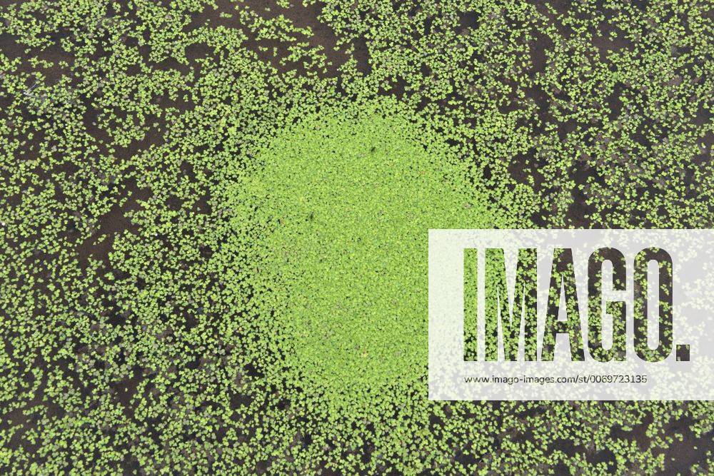 Circular mass of Duckweed (Lemna minor) formed as a consequence of ...