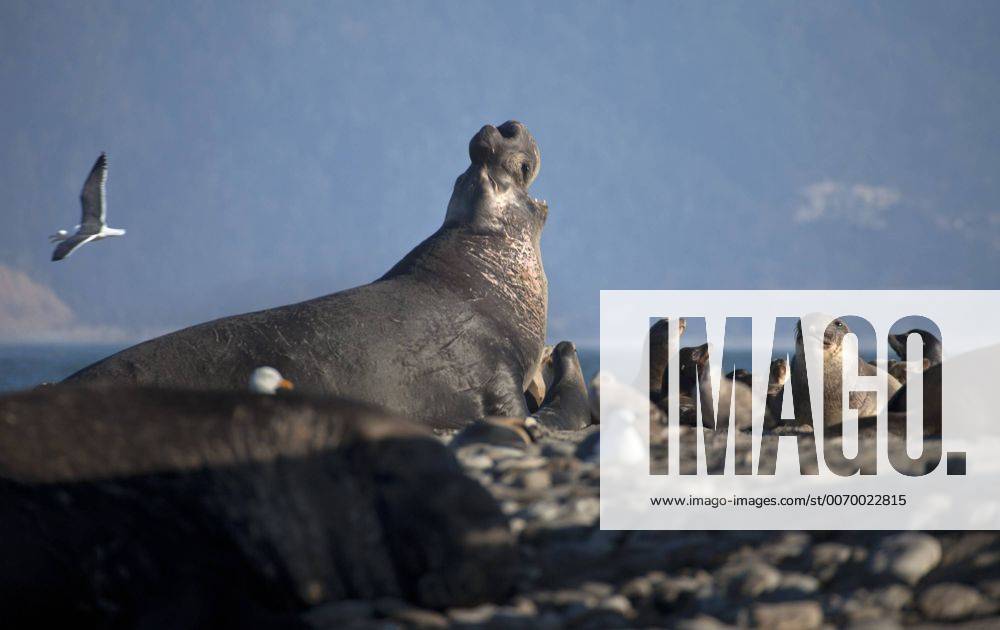 Dec. 19, 2011 - Ano Nuevo Island, CA, USA - Numerous elephant seals ...