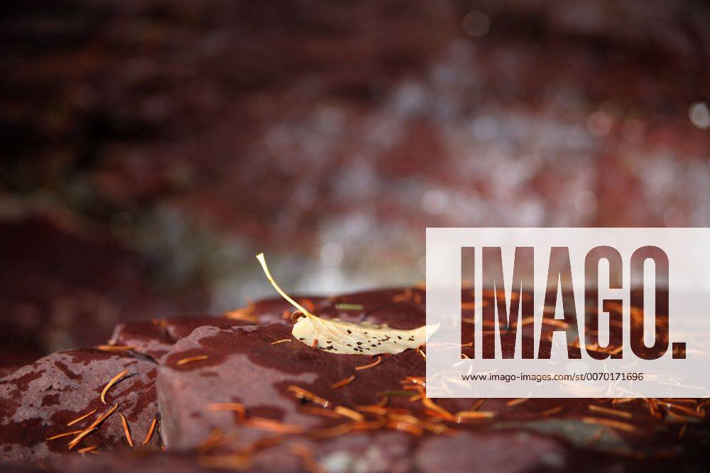 Oct. 12, 2011 - Calgary, ALBERTA, CANADA - Leaves and spruce needles ...