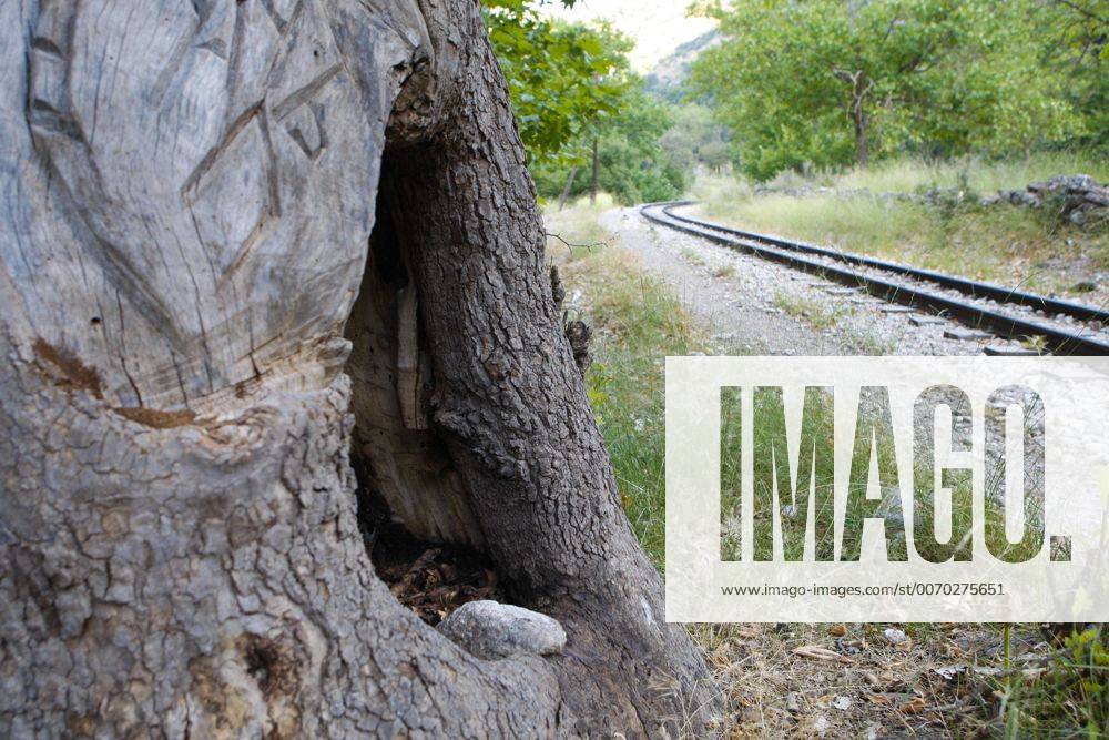 Aug. 13, 2011 - Kalavrita, Peloponnese, Greece - Tree hollow. The cog railway was a daring idea of