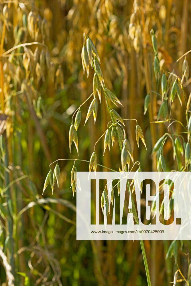 Saat-Hafer, Saathafer, Hafer, Haferfeld, Deutschland Cultivated oat, Common oat, oat field, Germany