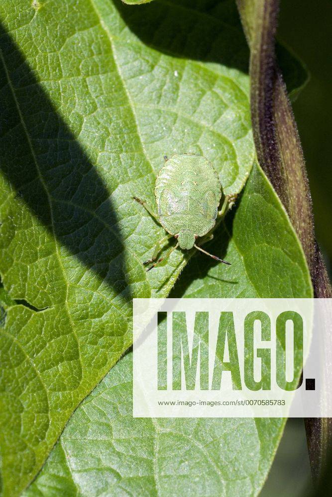 Larve Gruene Stinkwanze !AUFNAHMEDATUM