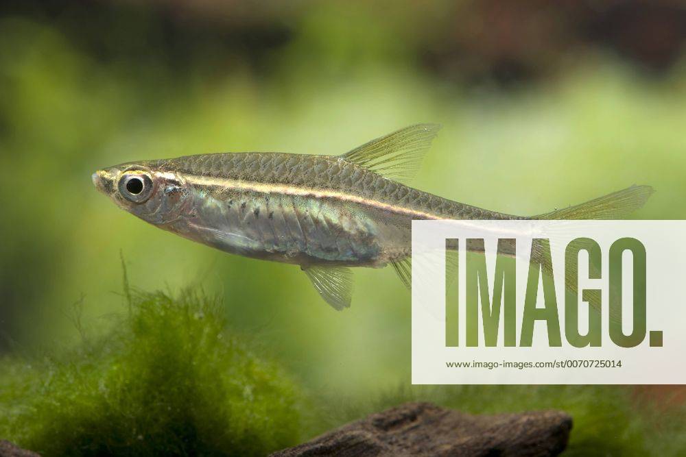 Rotstreifenbaerbling, Rotstreifen-Baerbling (Rasbora pauciperforata ...