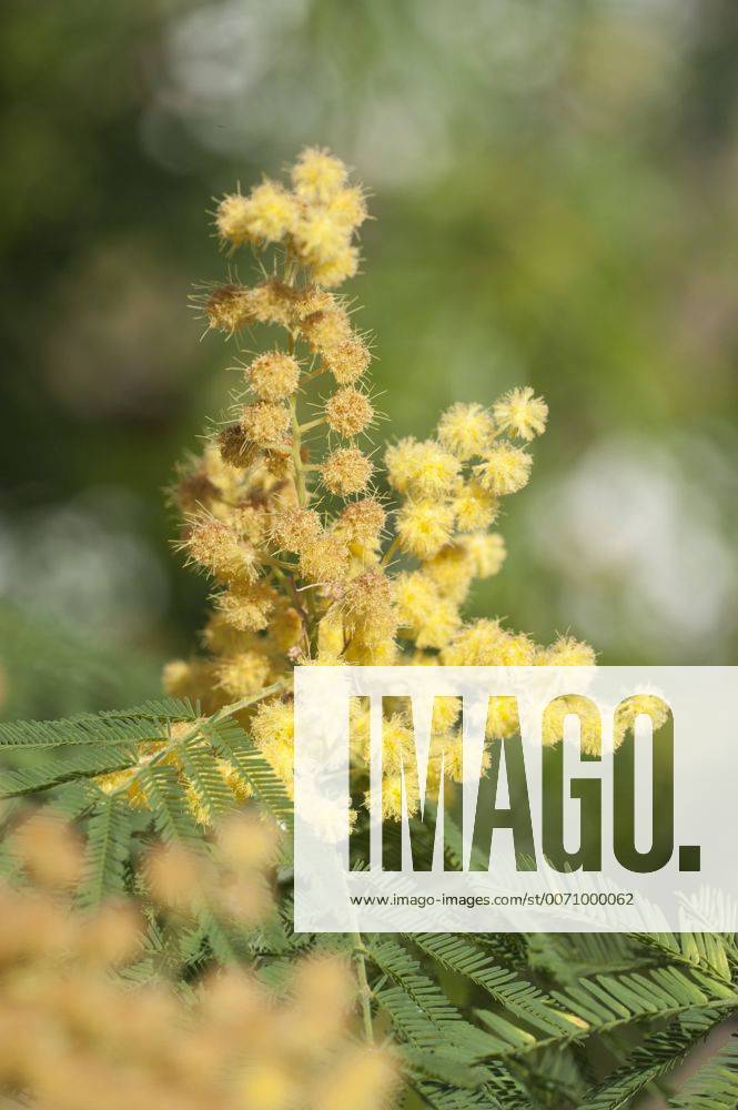 Australische Silber-Akazie, Australische Silberakazie (Acacia decurrens ...