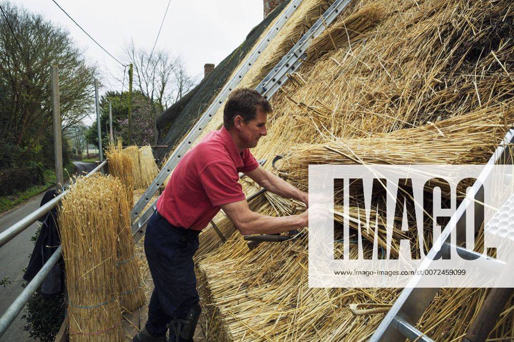 Man thatching a roof, layering and fastening yelms of straw. Man ...