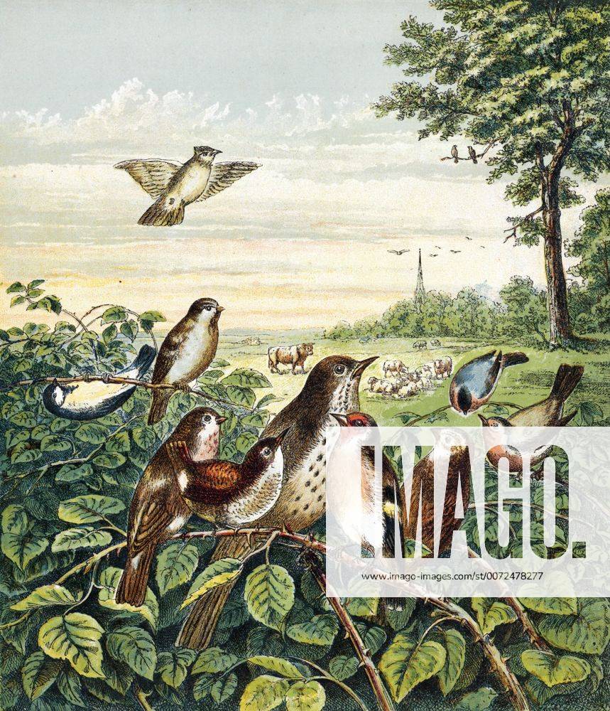 Who killed Cock Robin? The birds discussing the death and burial of ...