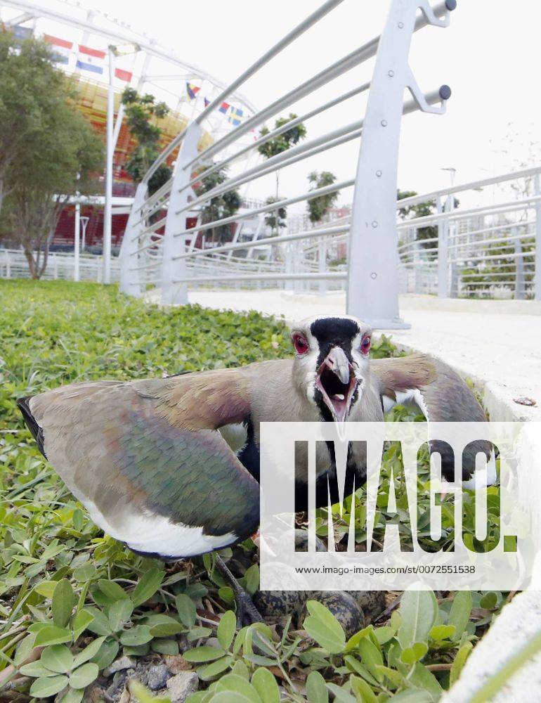 Scenes of Rio A bird spreads its wings and squawks angrily at the ...