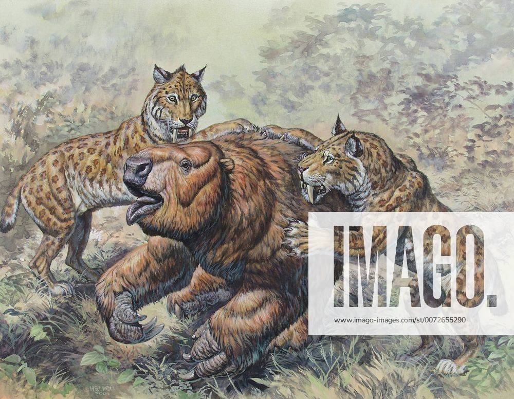 Smilodon dirk-toothed cats attacking a Glossotherium during the ...