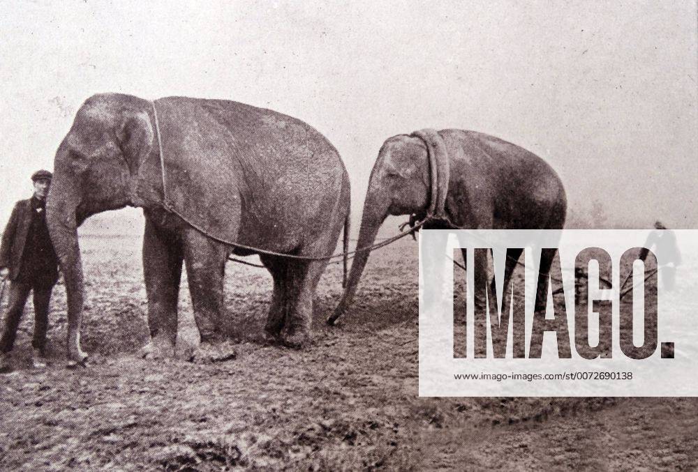 Elephants used in England to help with farm work during world war one ...