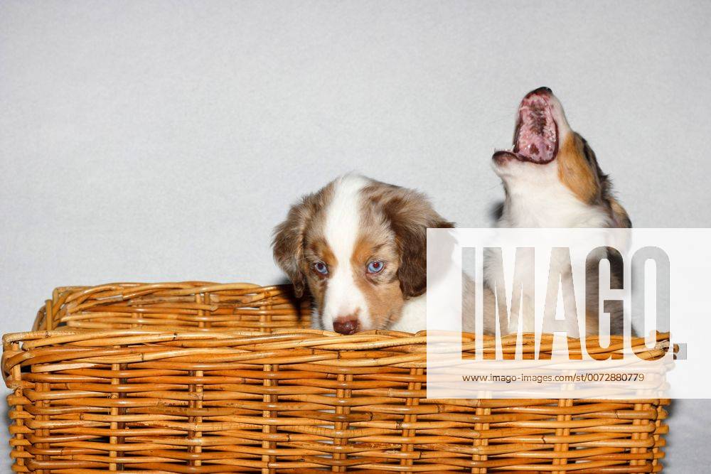 Miniature Australian Shepherd, Mini Aussie, Mini-Aussie, zwei Mini ...