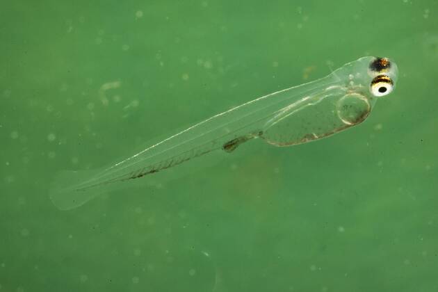 Blei, Brachsen, Brassen, Brasse, Bresen, Brachsme, juvenil ...