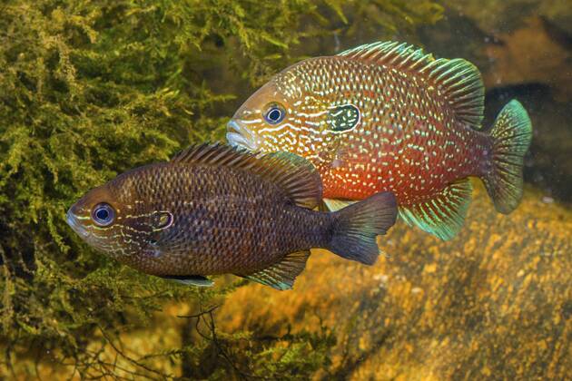 bluegill, Lepomis marginatus Lepomis marginatus, Men in Prachtfaerbung Dollar sunfish Eastern