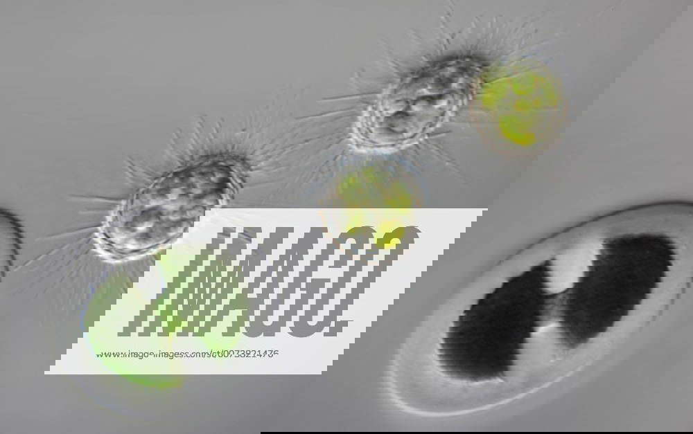 Sonnentierchen, Heliozoen (Heliozoa), mit sich teilender Gruenalge sun ...