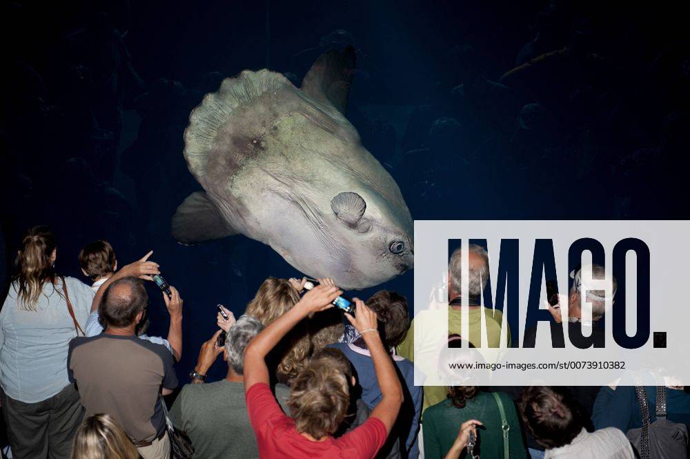 Mondfisch, Mond-Fisch (Mola mola), Besucher eines Aquariums ...