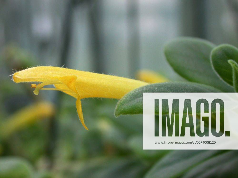 Columnea Columnea Tulae Columnea Tulae Bluete Columnea Columnea columnea-columnea-tulae-columnea-tulae-bluete-columnea-columnea