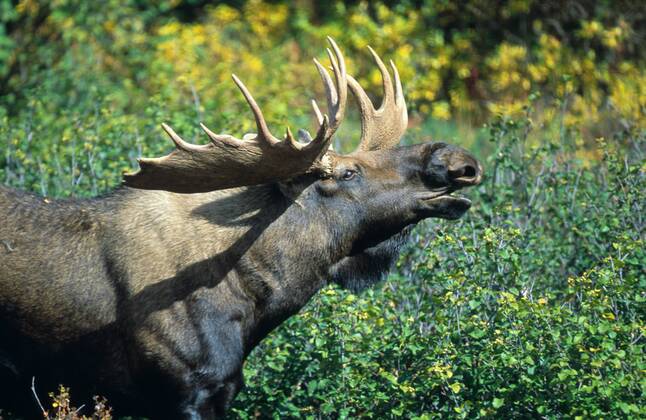 Alaskaelch, Alaska-Elch, Alaska Elch (Alces alces gigas), Elchgeweih ...