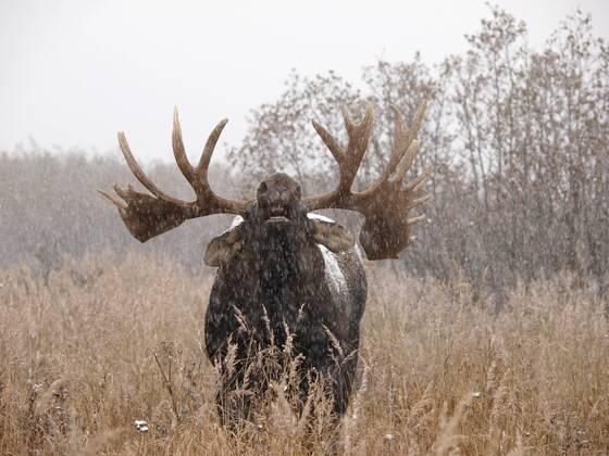 Alaskaelch, Alaska-Elch, Alaska Elch (Alces alces gigas), Elchgeweih ...