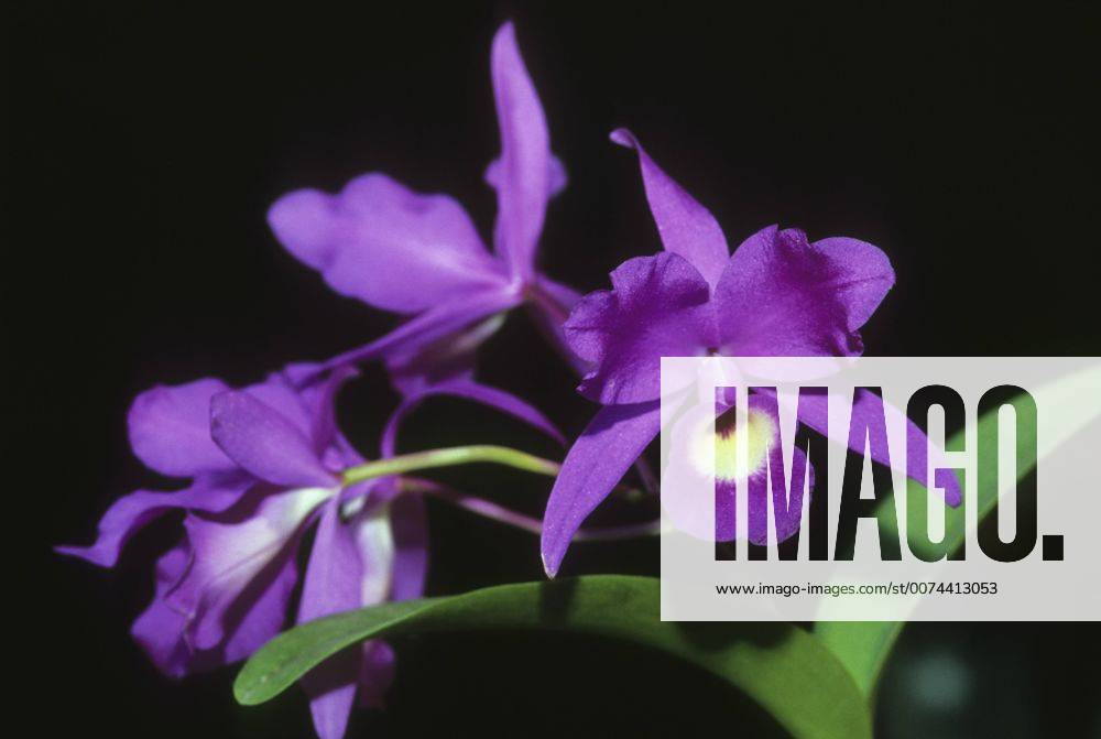 What Is The National Flower Of Costa Rica | Best Flower Site