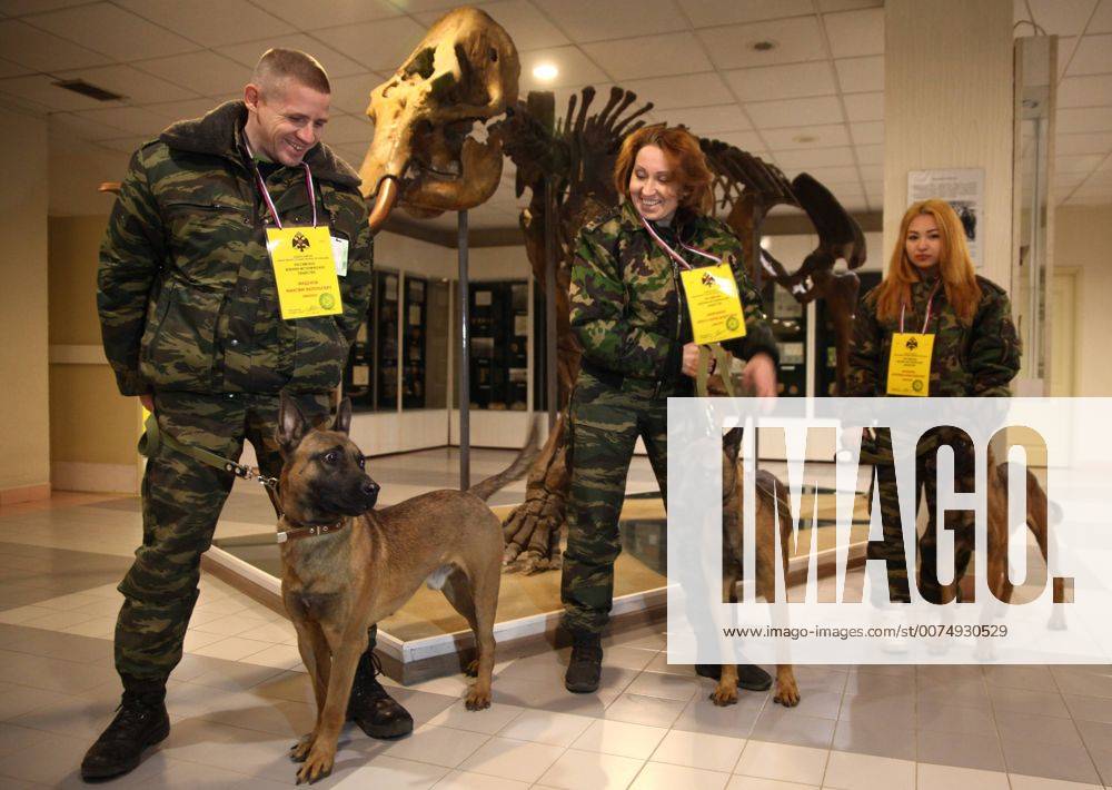 YAKUTSK, RUSSIA - : Three service dogs of the Belgian Shepherd breed ...