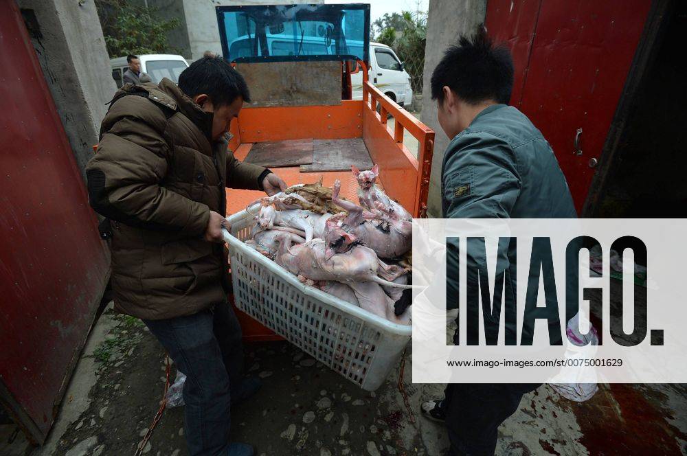 CHENGDU, CHINA - NOVEMBER 23: Staff of animal protection association ...
