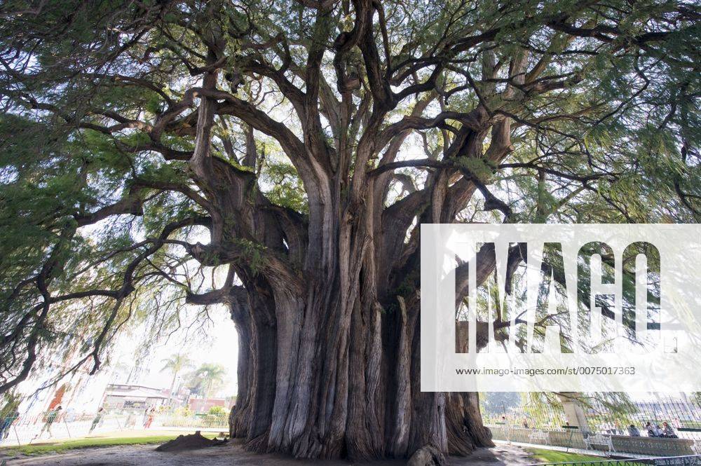 El Tule tree, the worlds largest tree by circumference, Oaxaca state ...