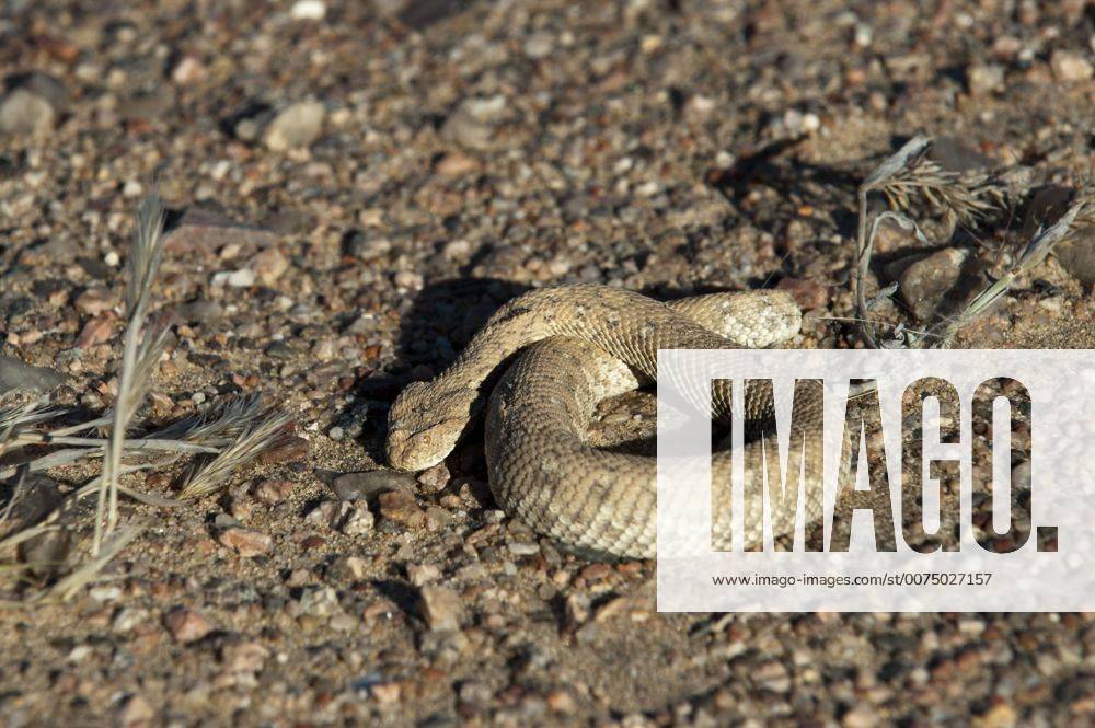 Sidewinder snake, Skeleton Coast National Park, Namibia