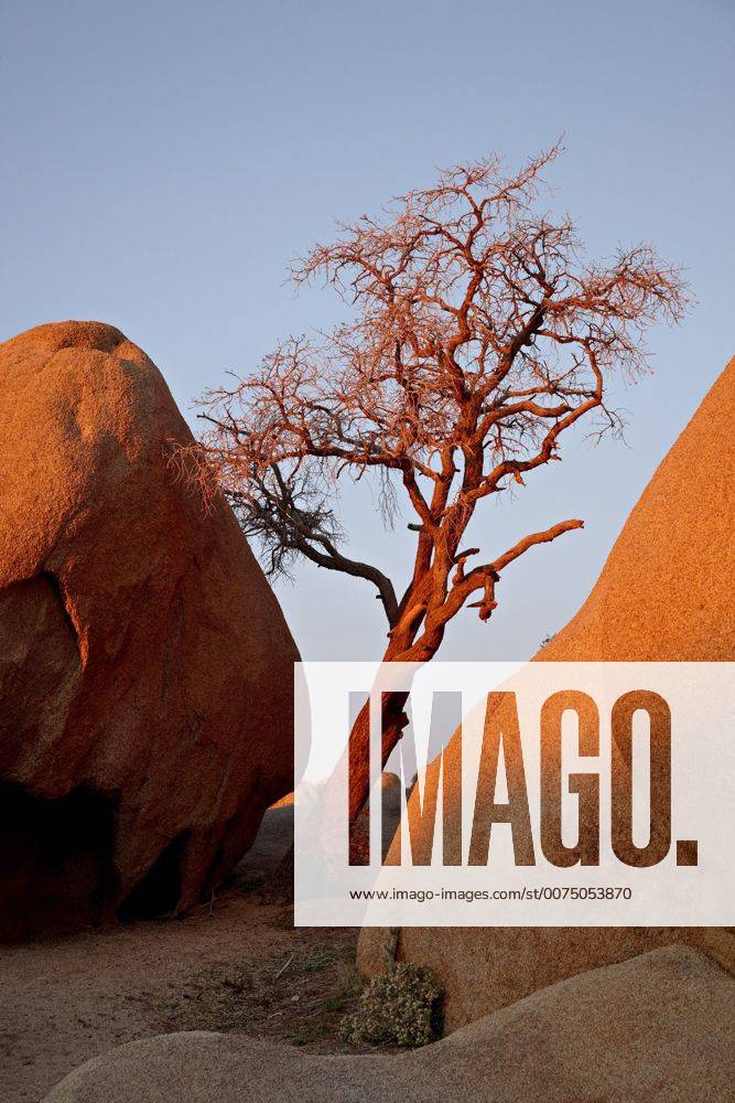 Bare tree among boulders at sunrise, Joshua Tree National Park ...