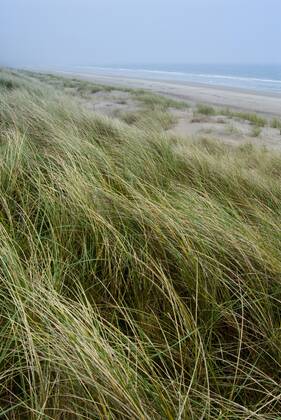 Curracloe beach, County Wexford, Leinster, Republic of Ireland