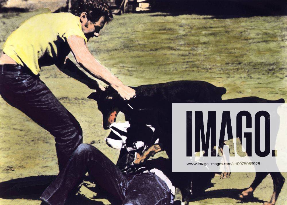 Dobermann Gang, (THE DOBERMAN GANG) USA 1971, Regie: Byron Chudnow, HAL ...