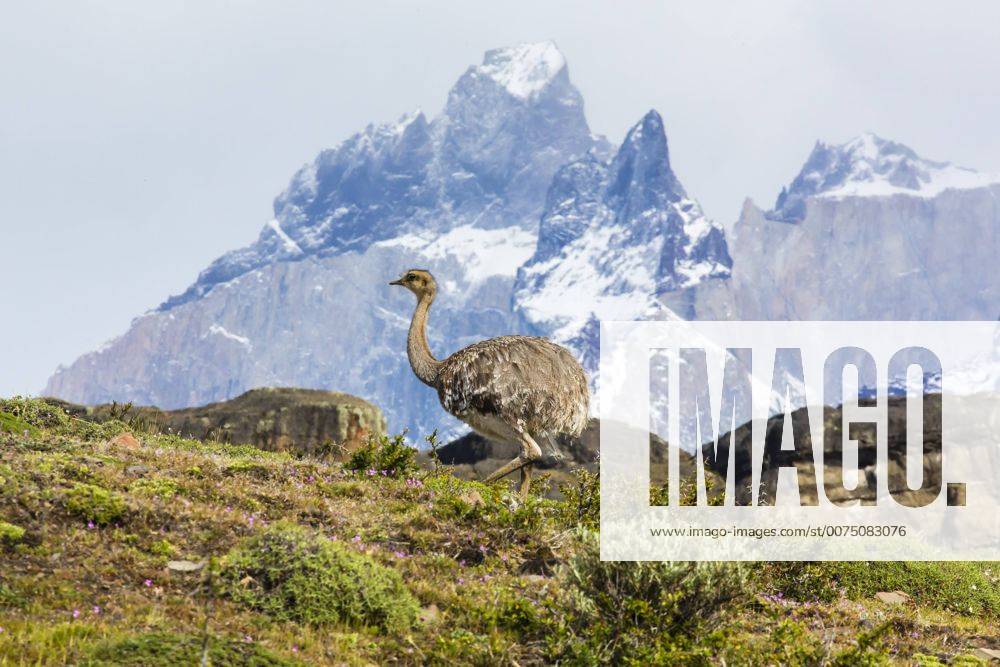 Adult lesser rhea (Pterocnemia pennata), Torres del Paine National Park ...